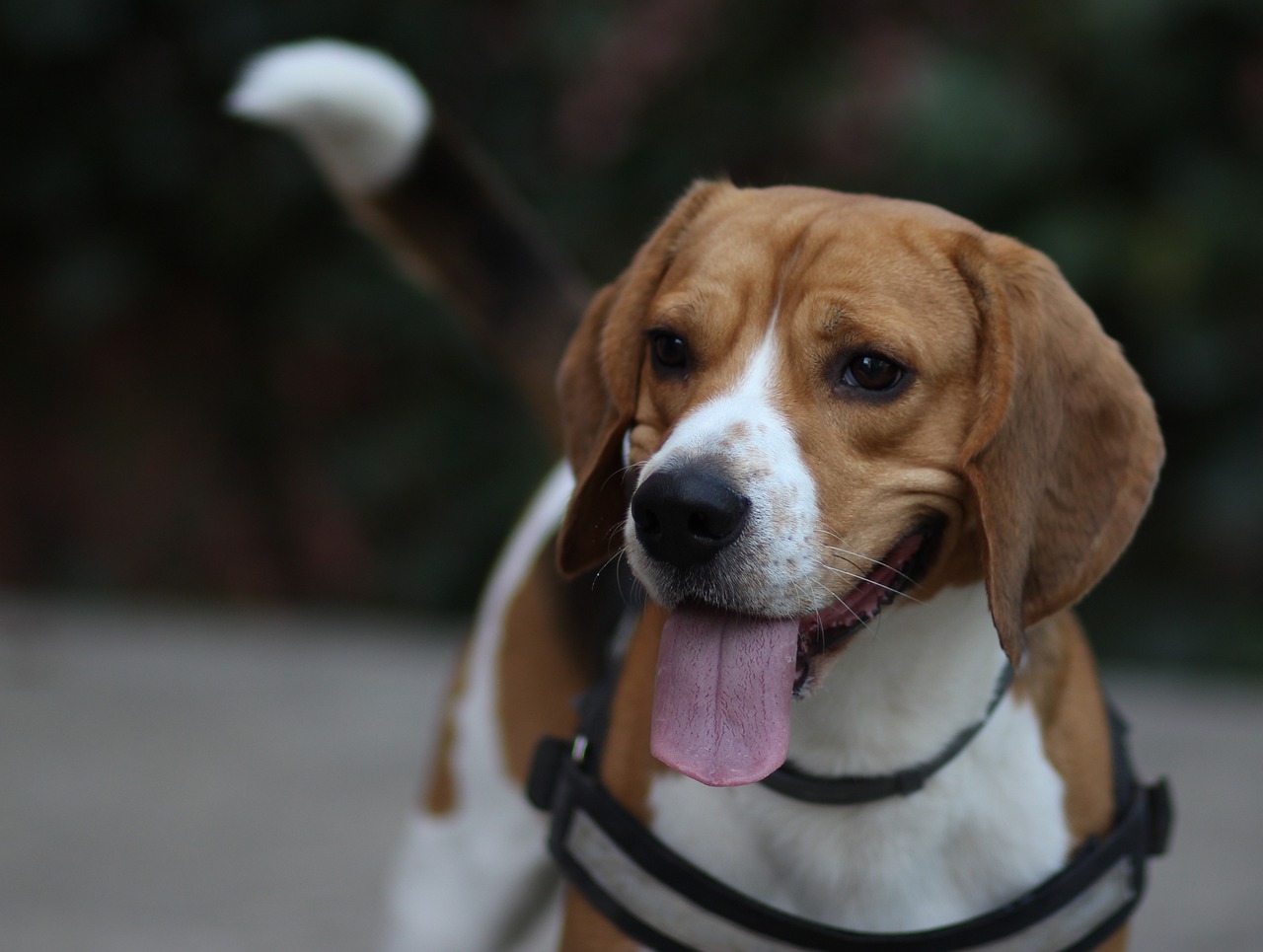 Beagle – opis rasy, cena, charakterystyka | Zwierzaki