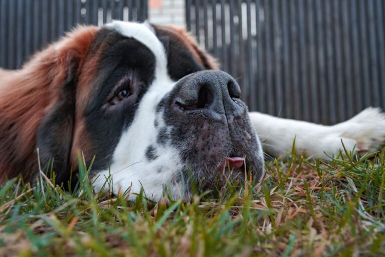 Bernardyn – opis rasy, cena, charakterystyka | Zwierzaki