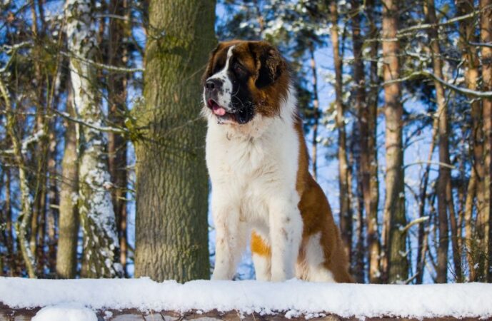 Bernardyn – opis rasy, cena, charakterystyka | Zwierzaki