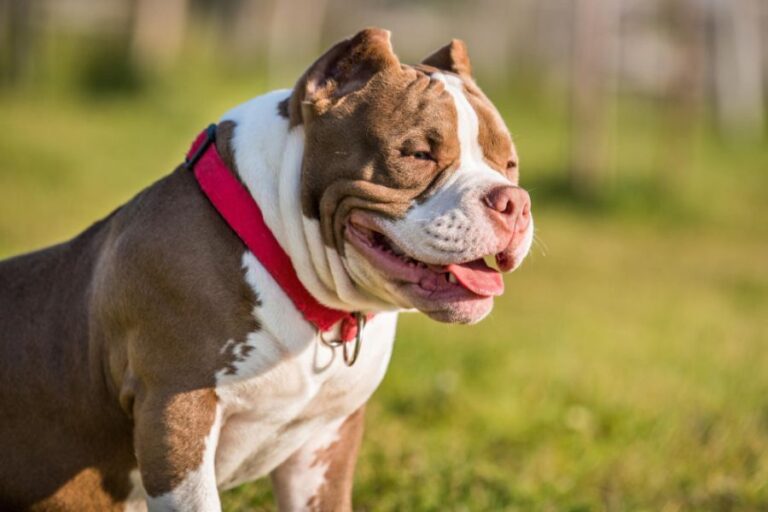 Buldog amerykański – opis rasy psa, cena, szczeniaki