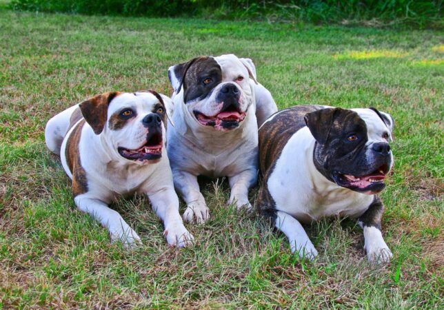 Buldog amerykański – opis rasy psa, cena, szczeniaki