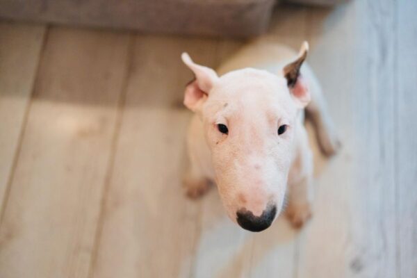 Bulterier miniaturowy – charakter, cena, hodowla, szczeniaki