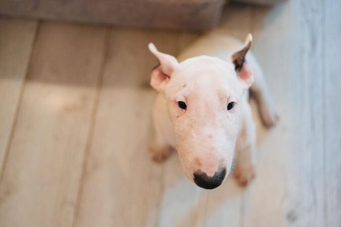 Bulterier miniaturowy – charakter, cena, hodowla, szczeniaki