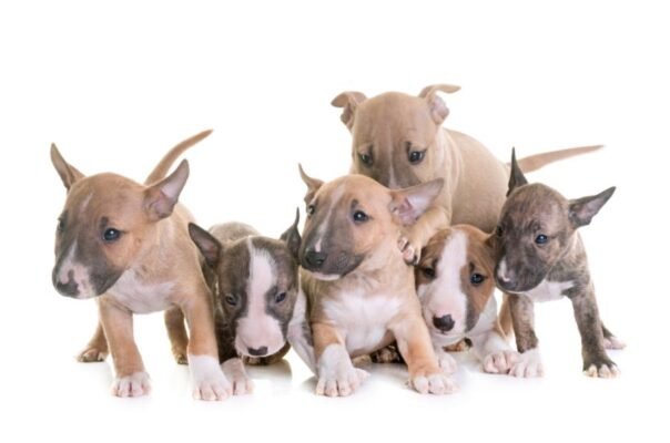 Bulterier miniaturowy – charakter, cena, hodowla, szczeniaki