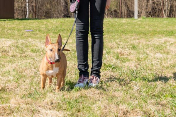 Bulterier miniaturowy – charakter, cena, hodowla, szczeniaki