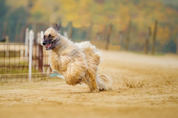 Chart afgański – charakter, hodowla, cena szczeniaka