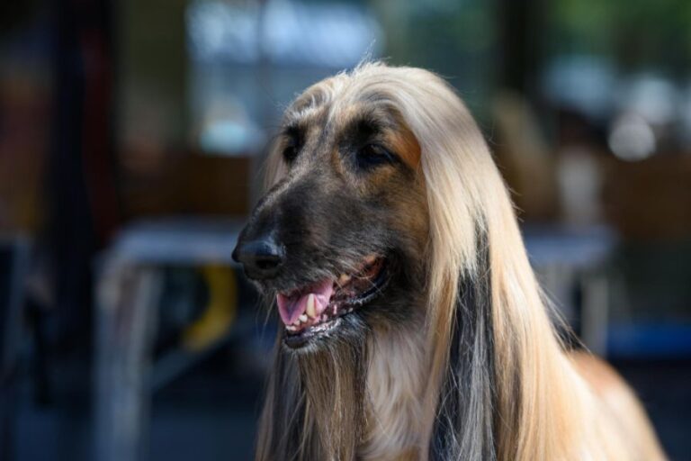 Chart afgański – charakter, hodowla, cena szczeniaka