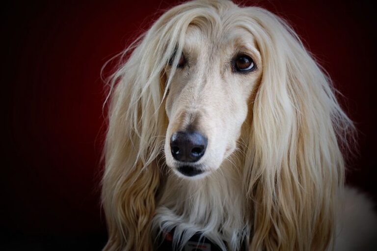 Chart afgański – charakter, hodowla, cena szczeniaka