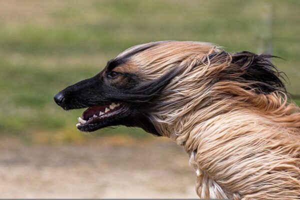 Chart afgański – charakter, hodowla, cena szczeniaka