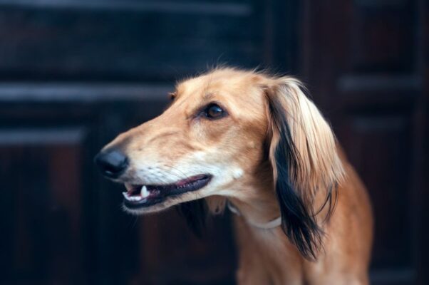 Chart perski – cena, wygląd, hodowla, charakter