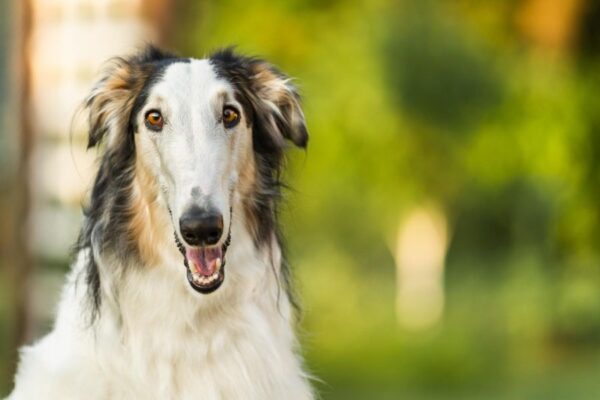 Chart rosyjski borzoj – opis rasy, hodowla, cena