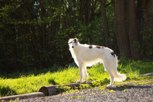 Chart rosyjski borzoj – opis rasy, hodowla, cena