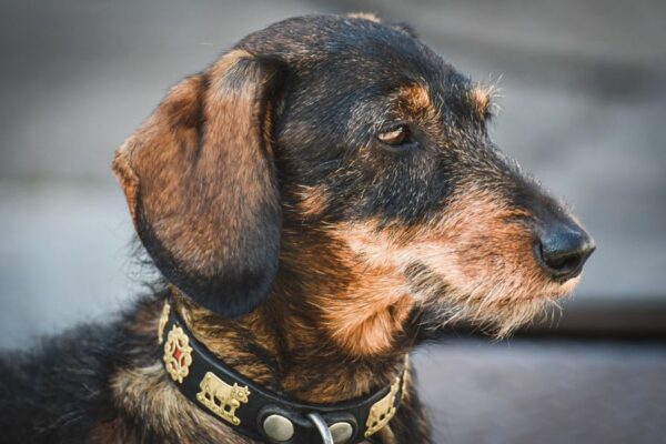 Jamnik – opis rasy, cena, charakterystyka | Zwierzaki