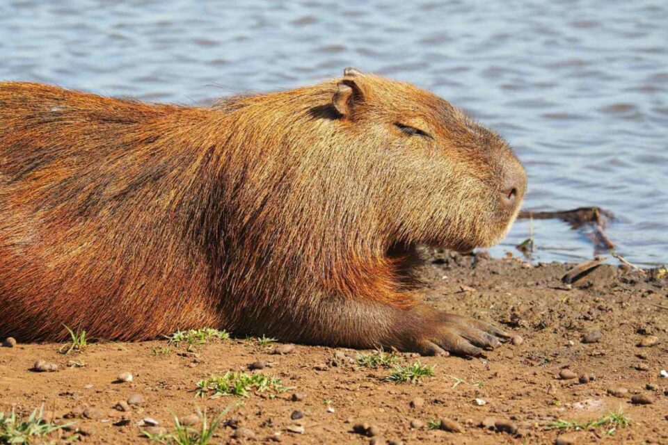 Kapibara – czy jest jak domowa świnka morska? | Zwierzaki