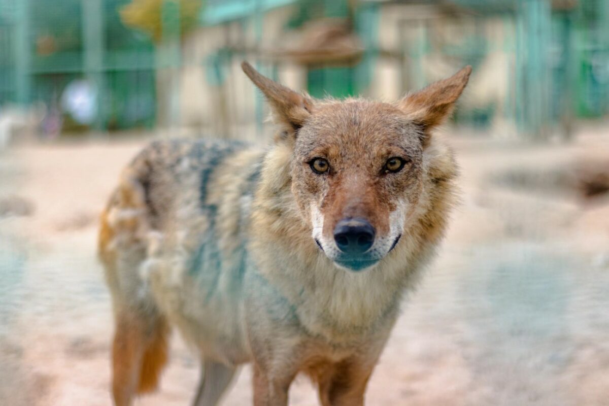Kojot – występowanie, wygląd, zachowanie | Zwierzaki