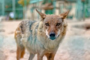 Kojot – występowanie, wygląd, zachowanie | Zwierzaki