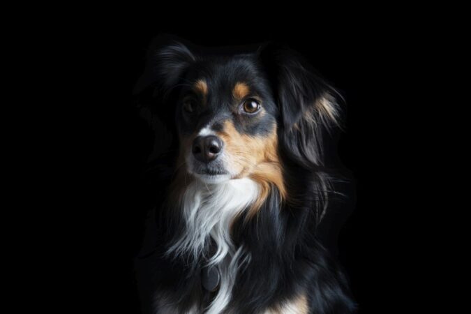 Miniaturowy owczarek australijski – hodowla | Zwierzaki