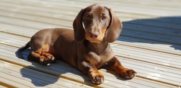 Jamnik krótkowłosy – opis rasy, charakter i wygląd