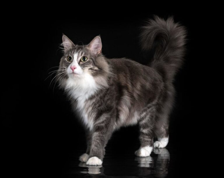 Najpopularniejsze rasy kotów – TOP 6 | Zwierzaki