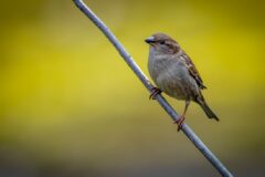 Wróbel – jak wygląda, co je, czym różni się od mazurka?