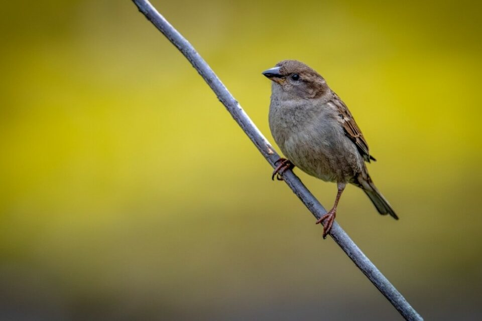 Wróbel – jak wygląda, co je, czym różni się od mazurka?