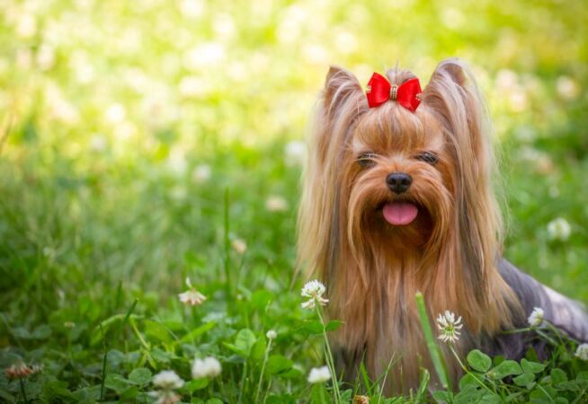 Yorkshire terrier– opis rasy, cena, charakterystyka