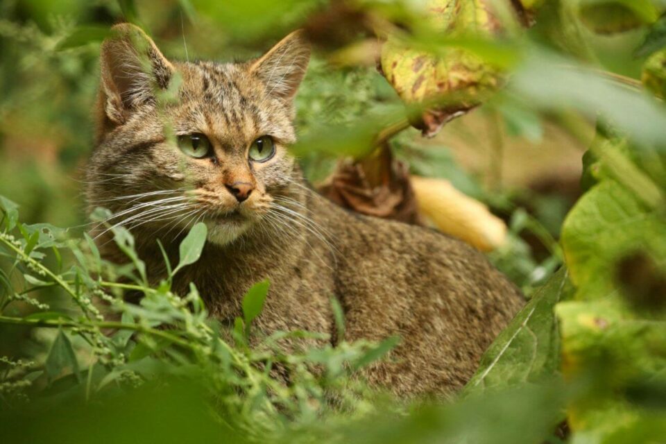 Żbik – informacje, zdjęcia, występowanie | Zwierzaki
