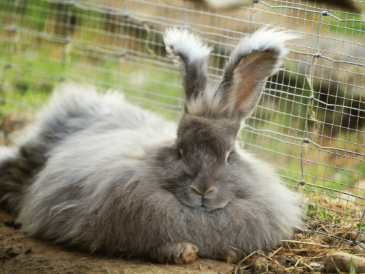 Królik angora – charakterystyka rasy, hodowla, pielęgnacja