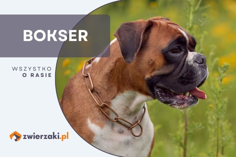 Bokser – opis rasy, cena, charakterystyka | Zwierzaki