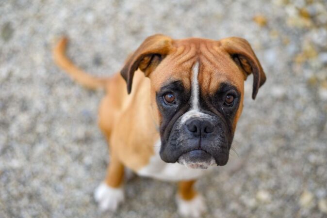 Bokser – opis rasy, cena, charakterystyka | Zwierzaki