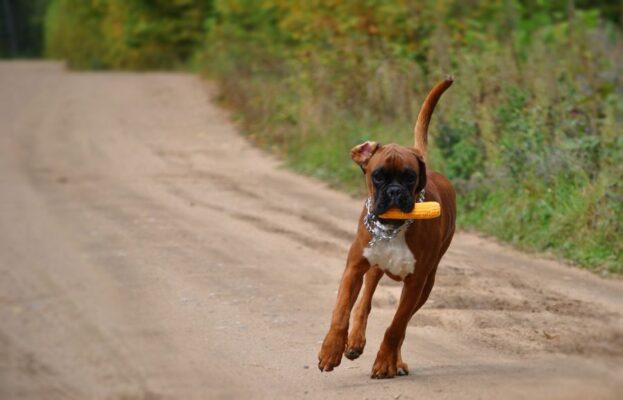 Bokser – opis rasy, cena, charakterystyka | Zwierzaki