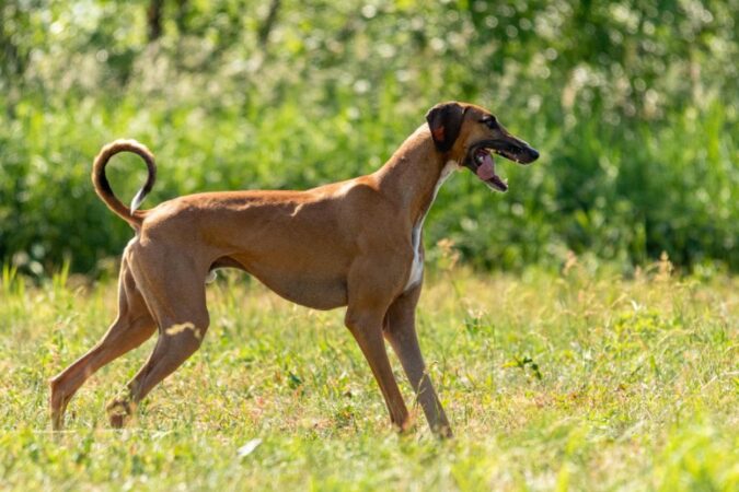 Charty – historia, wygląd i charakter