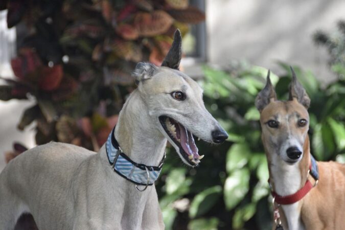Charty – historia, wygląd i charakter