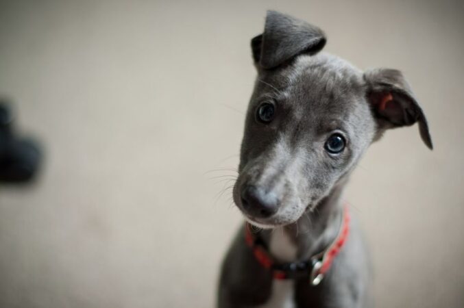 Charty – historia, wygląd i charakter