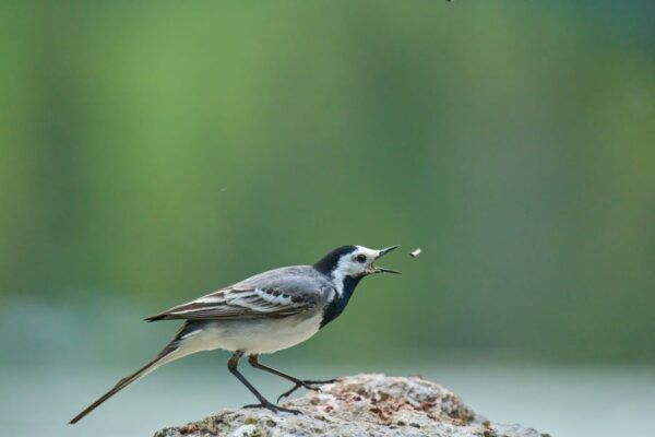 Pliszka – jak wygląda ten ptak? Zdjęcia | Zwierzaki