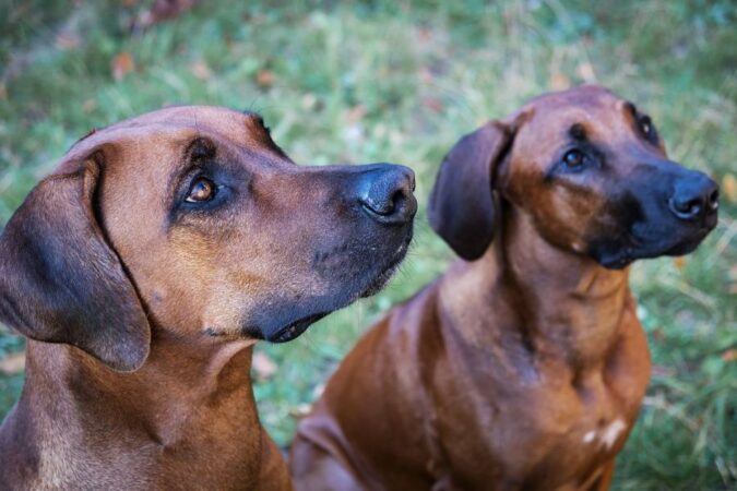 Rhodesian ridgeback – opis rasy psa, cena, opinie