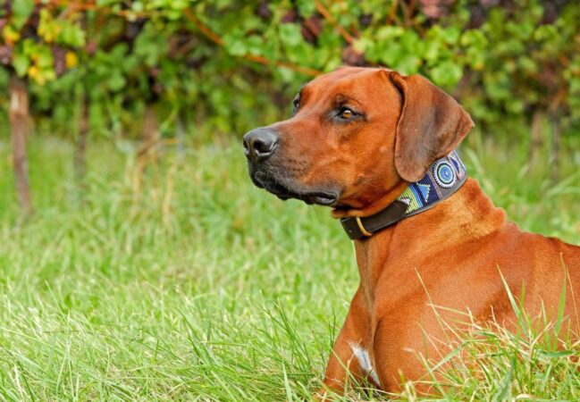 Rhodesian ridgeback – opis rasy psa, cena, opinie
