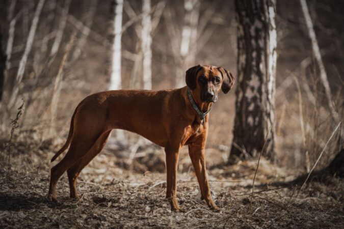 Rhodesian ridgeback – opis rasy psa, cena, opinie