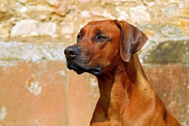 Rhodesian ridgeback – opis rasy psa, cena, opinie