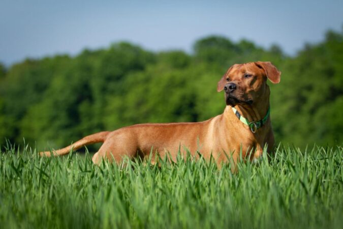 Rhodesian ridgeback – opis rasy psa, cena, opinie