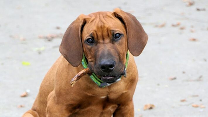 Rhodesian ridgeback – opis rasy psa, cena, opinie