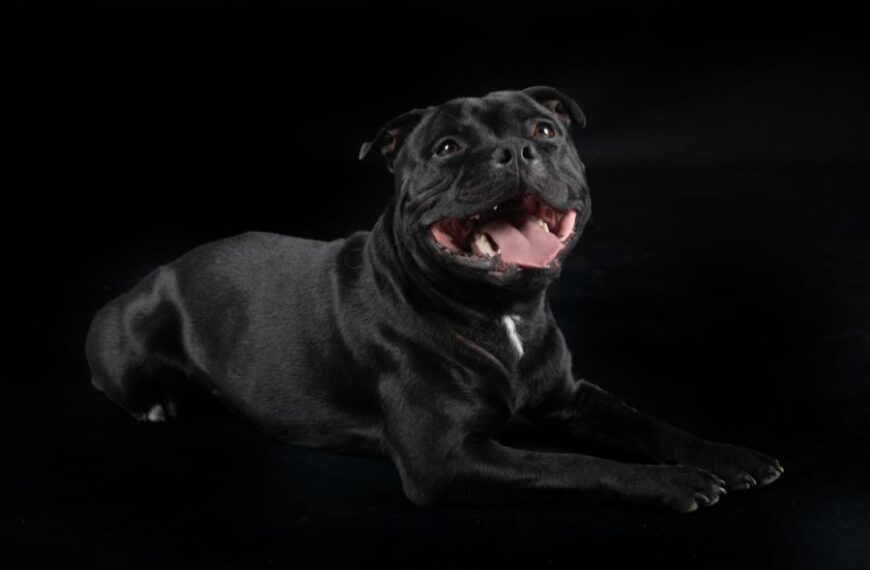 Staffordshire bull terrier – opis rasy, charakter, choroby