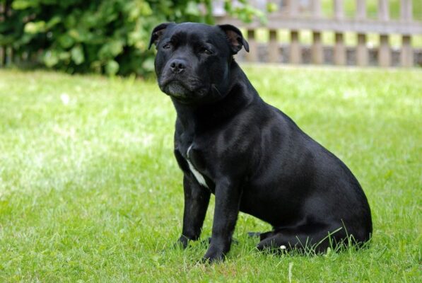 Staffordshire bull terrier – opis rasy, charakter, choroby