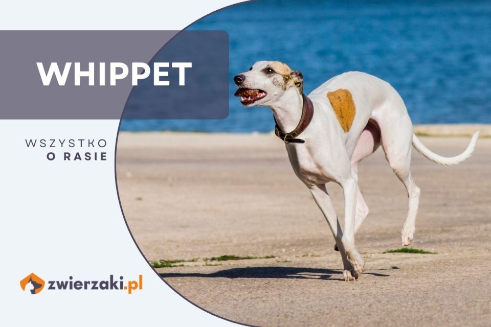 Whippet (chart angielski) – opis rasy, cena, charakter