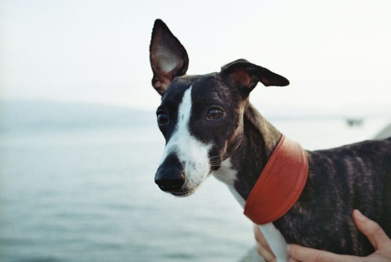 Whippet (chart angielski) – opis rasy, cena, charakter