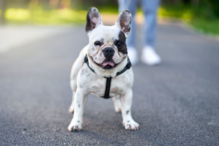 Buldog francuski - cena, hodowla, opis rasy psa