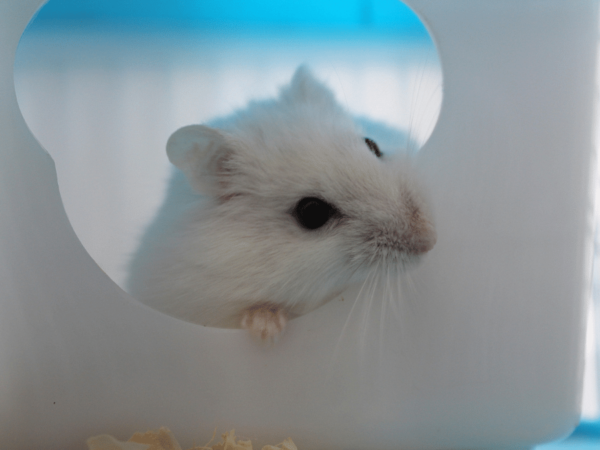 Chomik – opis, żywienie, cena, ile żyje? | Zwierzaki