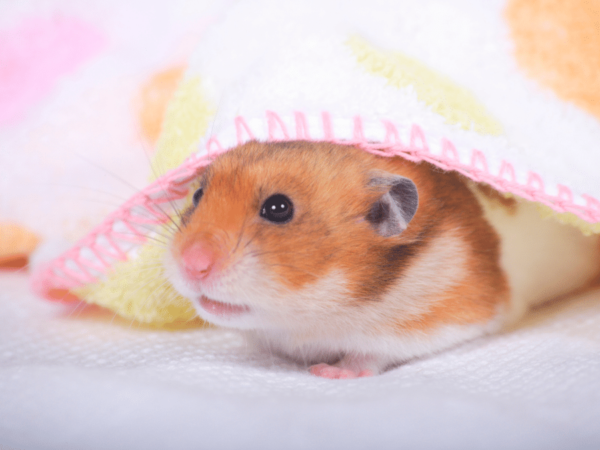 Chomik – opis, żywienie, cena, ile żyje? | Zwierzaki