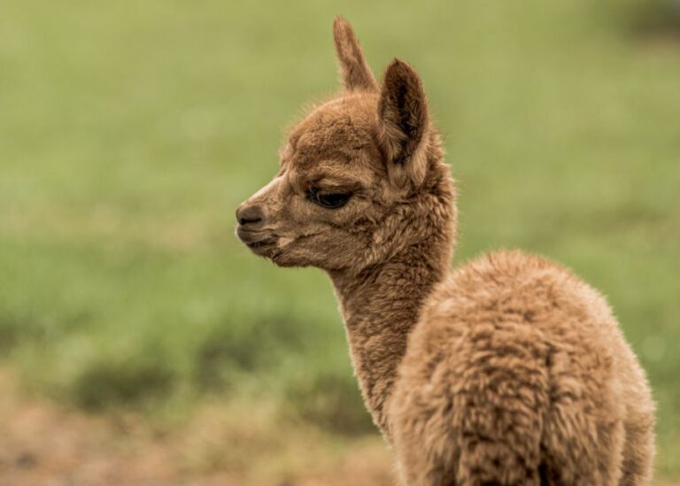 Lama andyjska – najważniejsze informacje o zwierzęciu