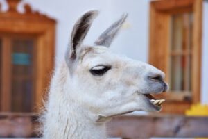 Lama andyjska – najważniejsze informacje o zwierzęciu